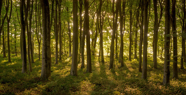 denge wood no.1 – purdie gallery