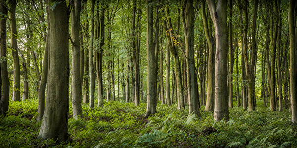 denge wood no.2 – purdie gallery